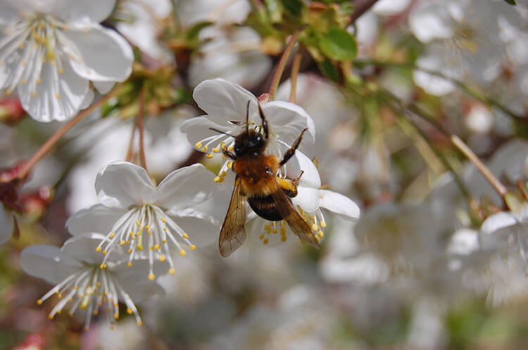 Conservation of pollinator diversity for enhanced climate change ...
