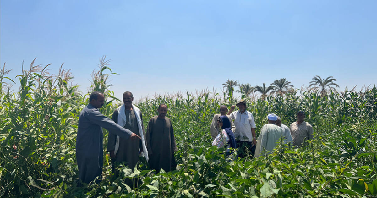 Cutting edge technology for Egyptian Farmers | ICARDA