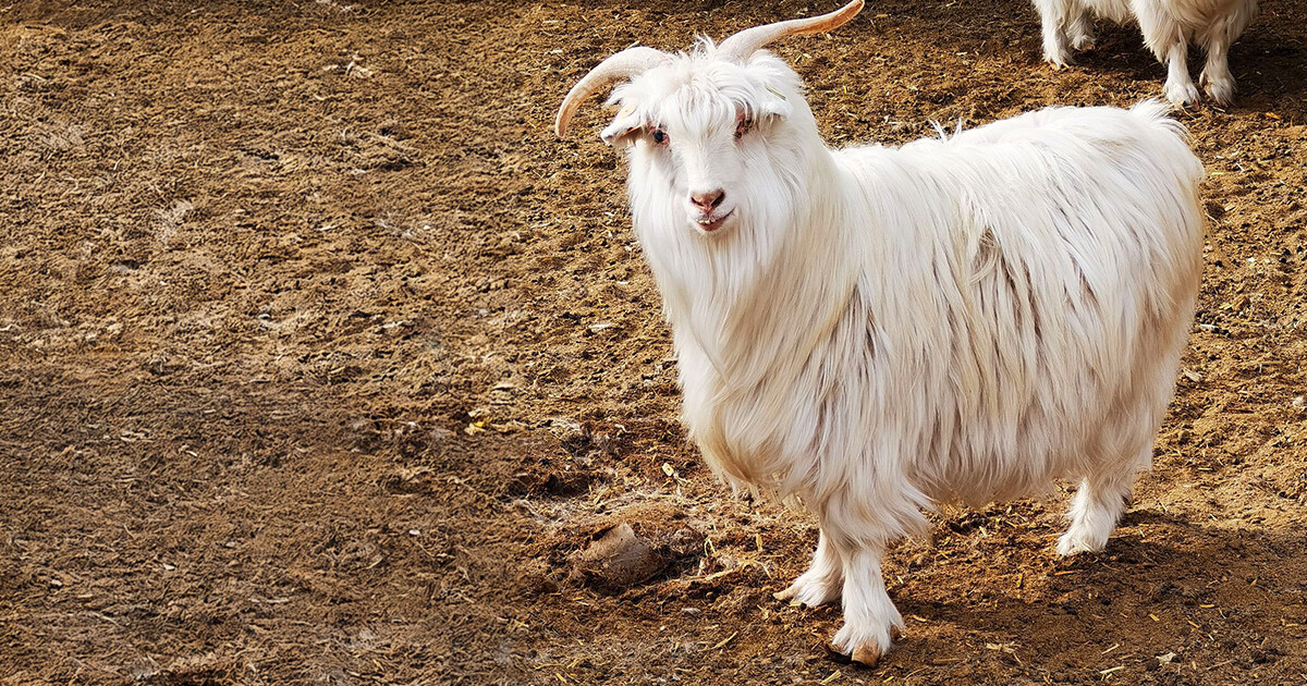 Cracking the goat code: A genomic leap for biodiversity and sustainable ...