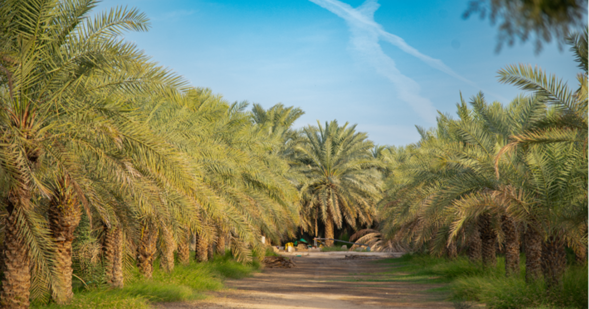 Inside ICARDA’s Integrated Desert Farming Systems | ICARDA